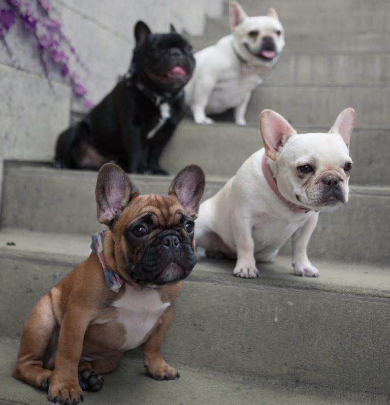» Companion Dog Breeds: How to Choose the Best Friend for Your Lifestyle